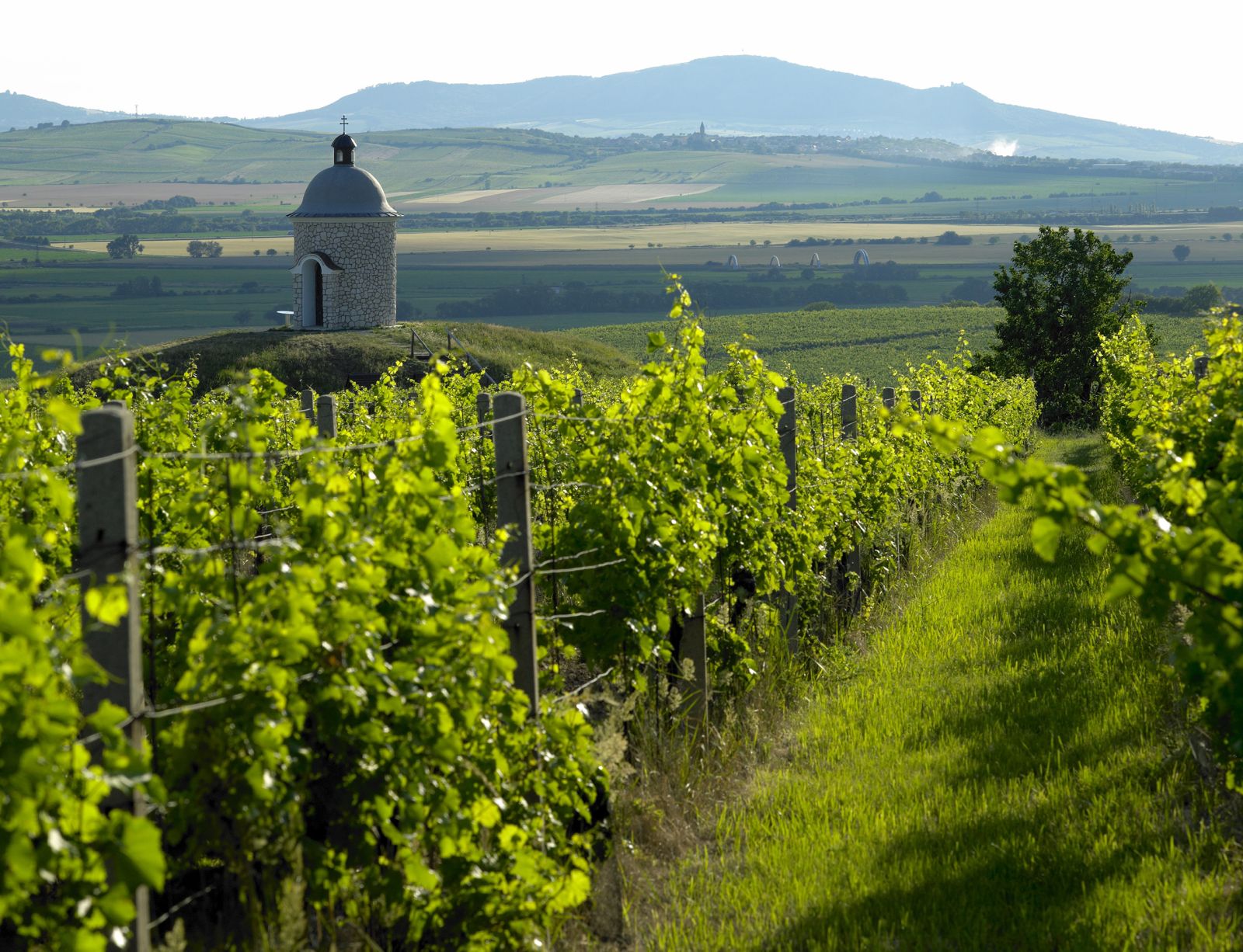 VINICZE.COM - milovníci vína jižní Morava / wine lovers South Moravia