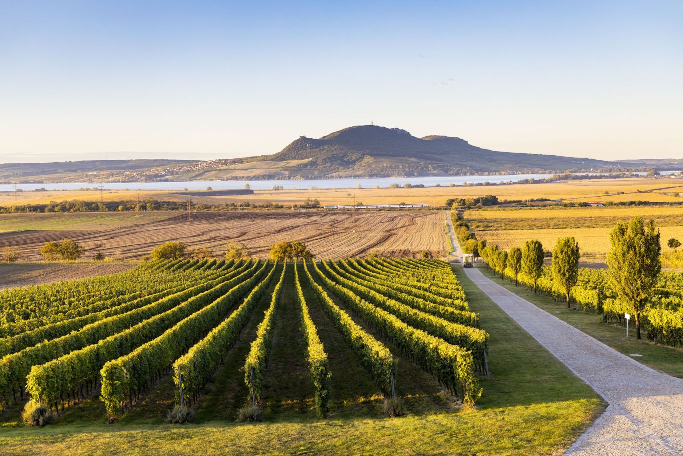 VINICZE.COM - milovníci vína jižní Morava / wine lovers South Moravia